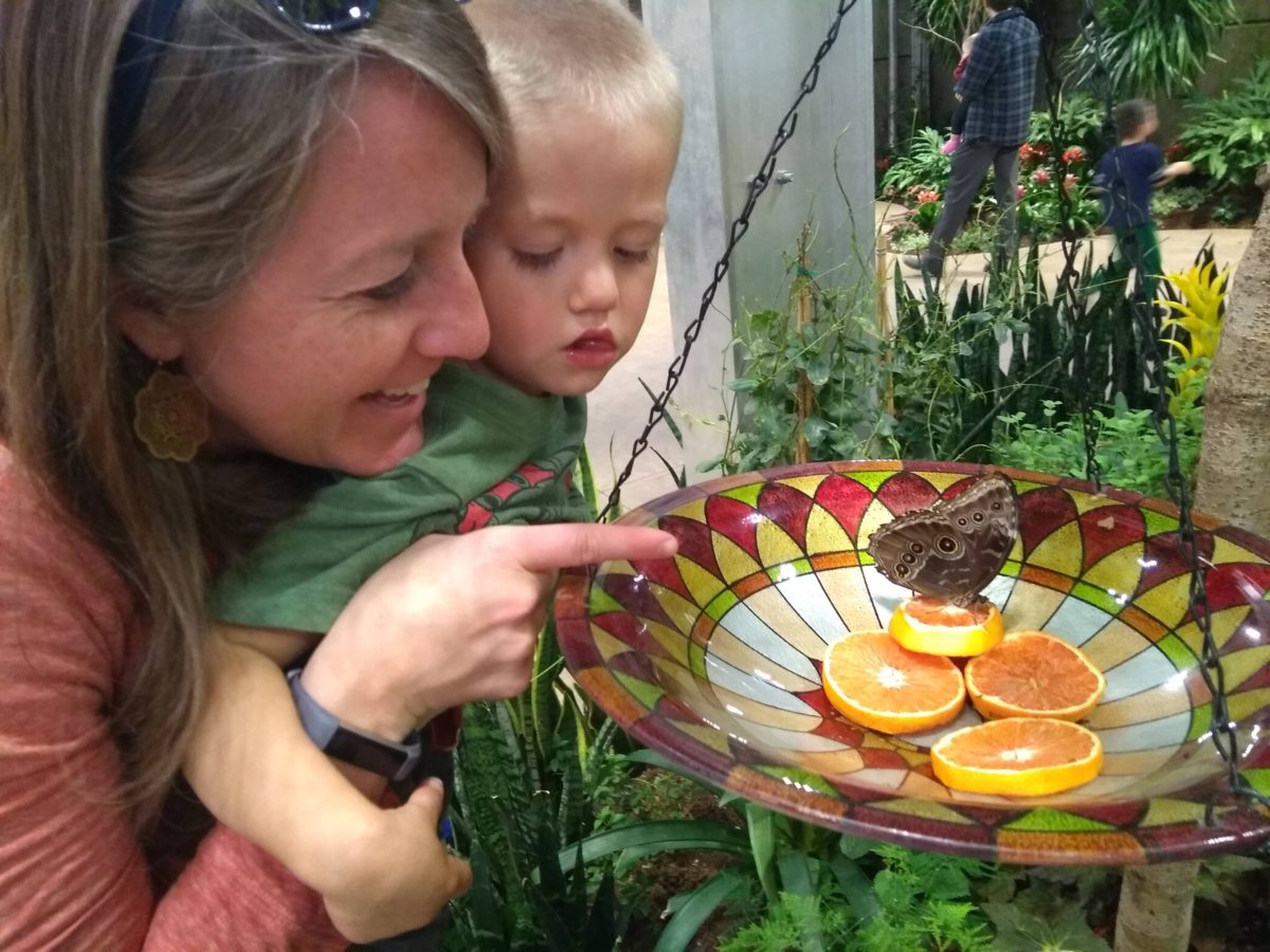 Butterfly Biosphere: A must see at Thanksgiving Point - My Silly Squirts