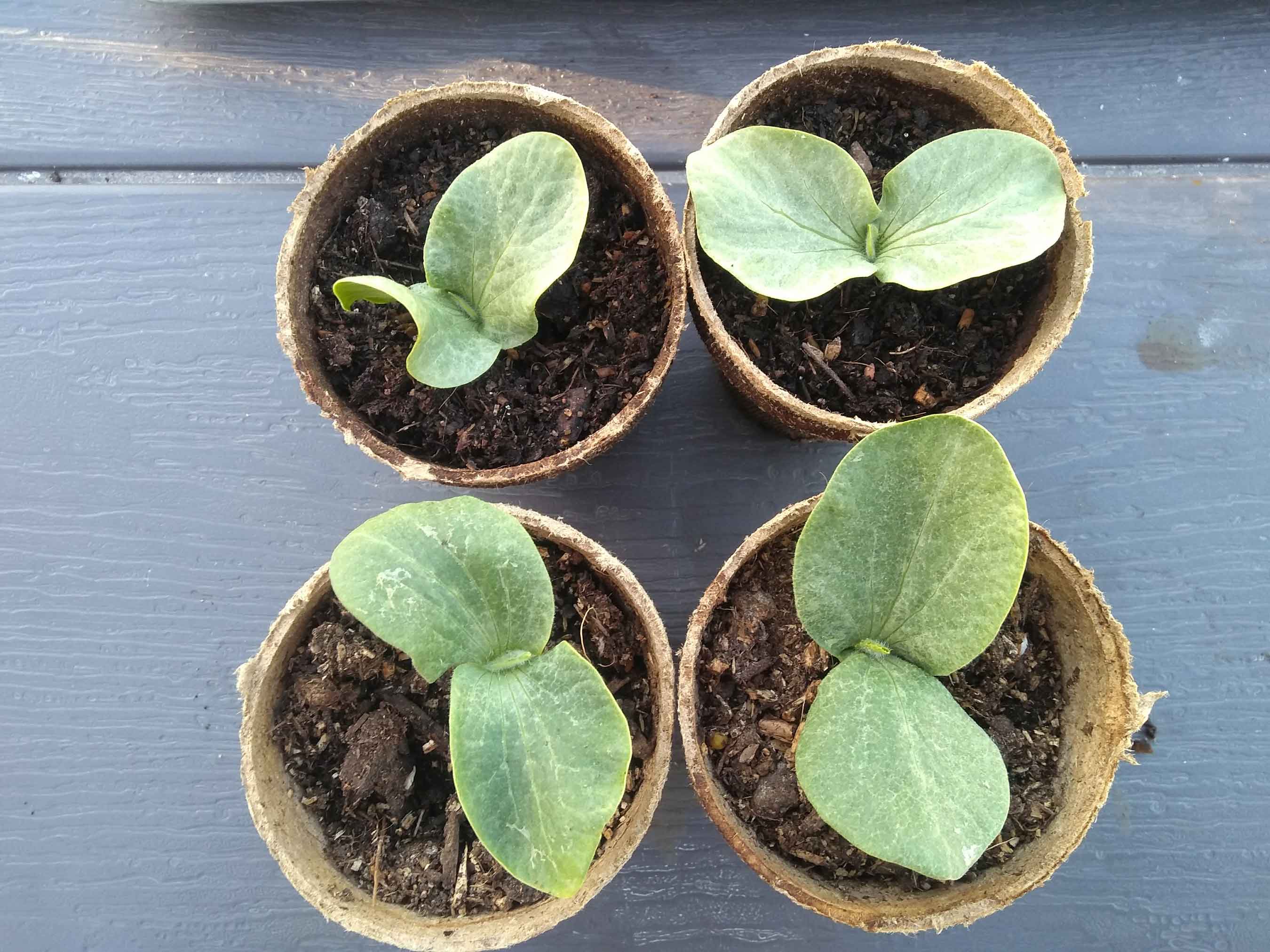 How to germinate and grow a giant pumpkin - My Silly Squirts