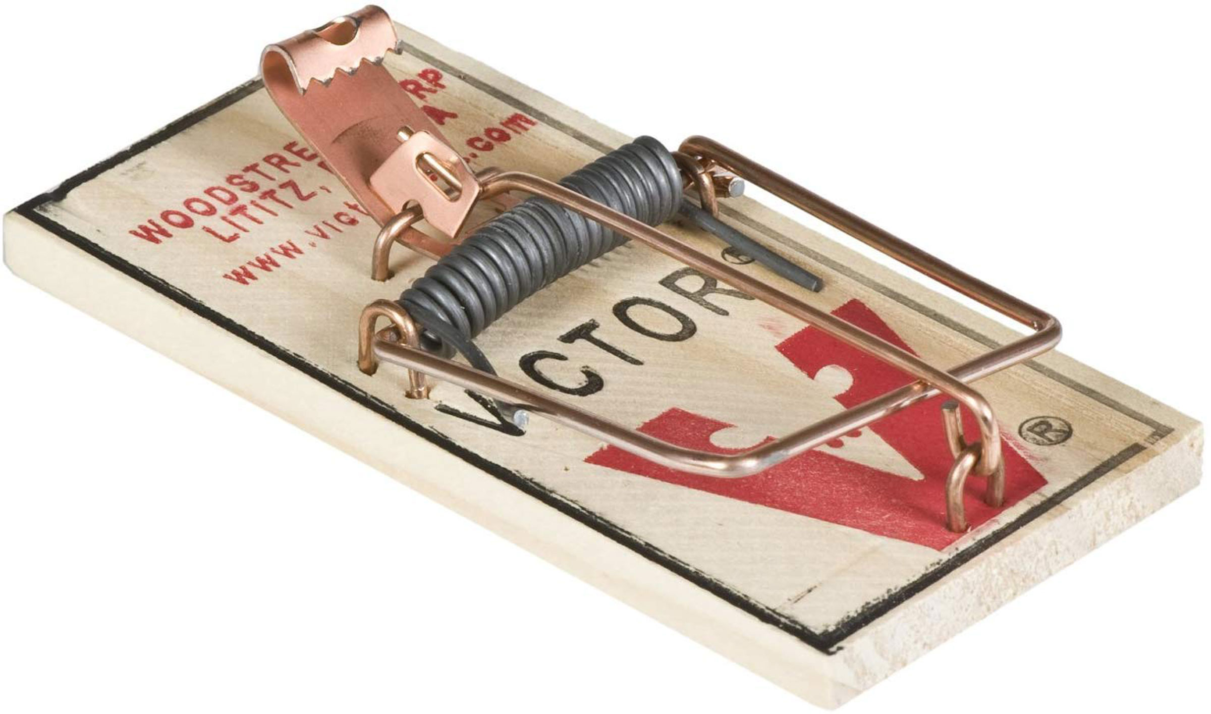 Mouse traps: The best and the worst - My Silly Squirts