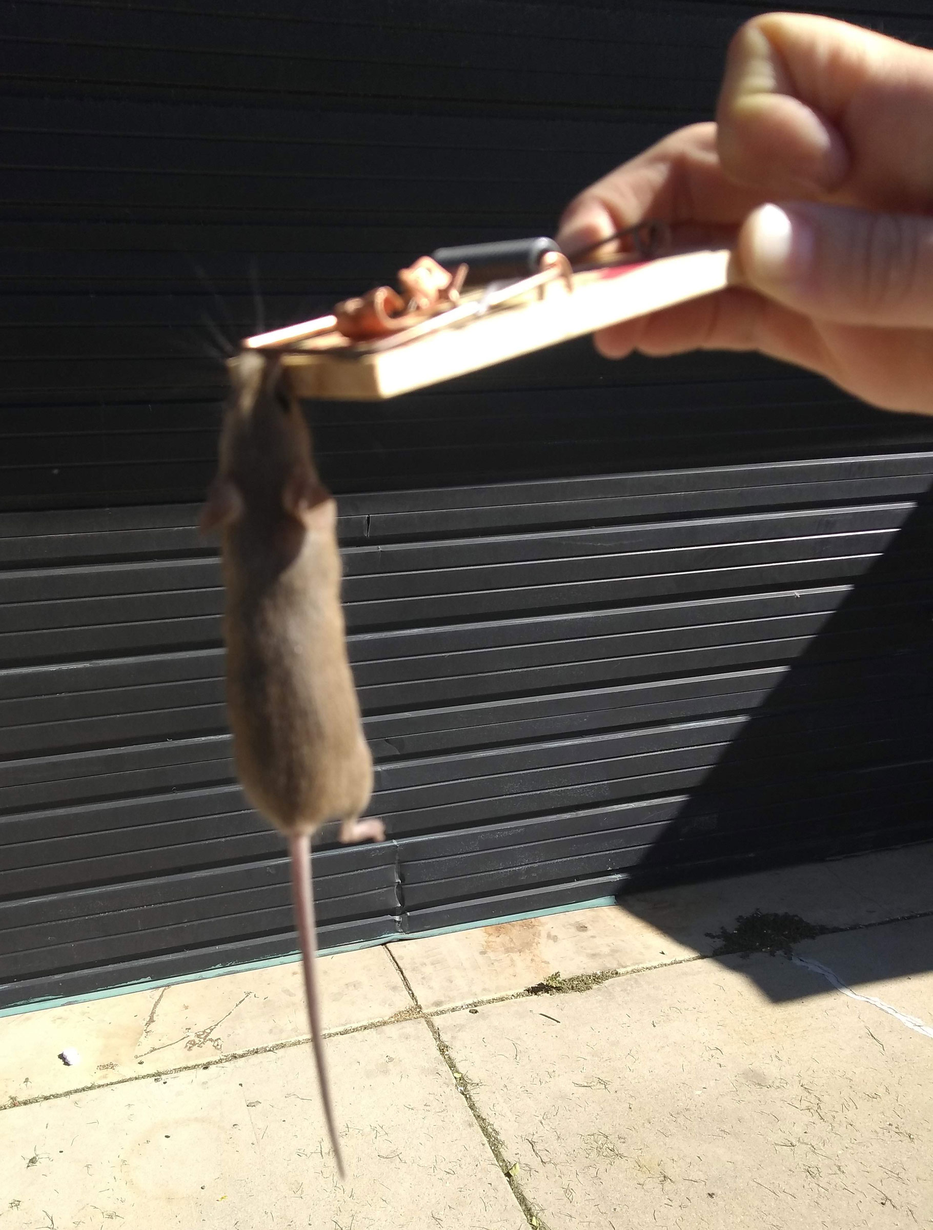 Mouse traps: The best and the worst - My Silly Squirts