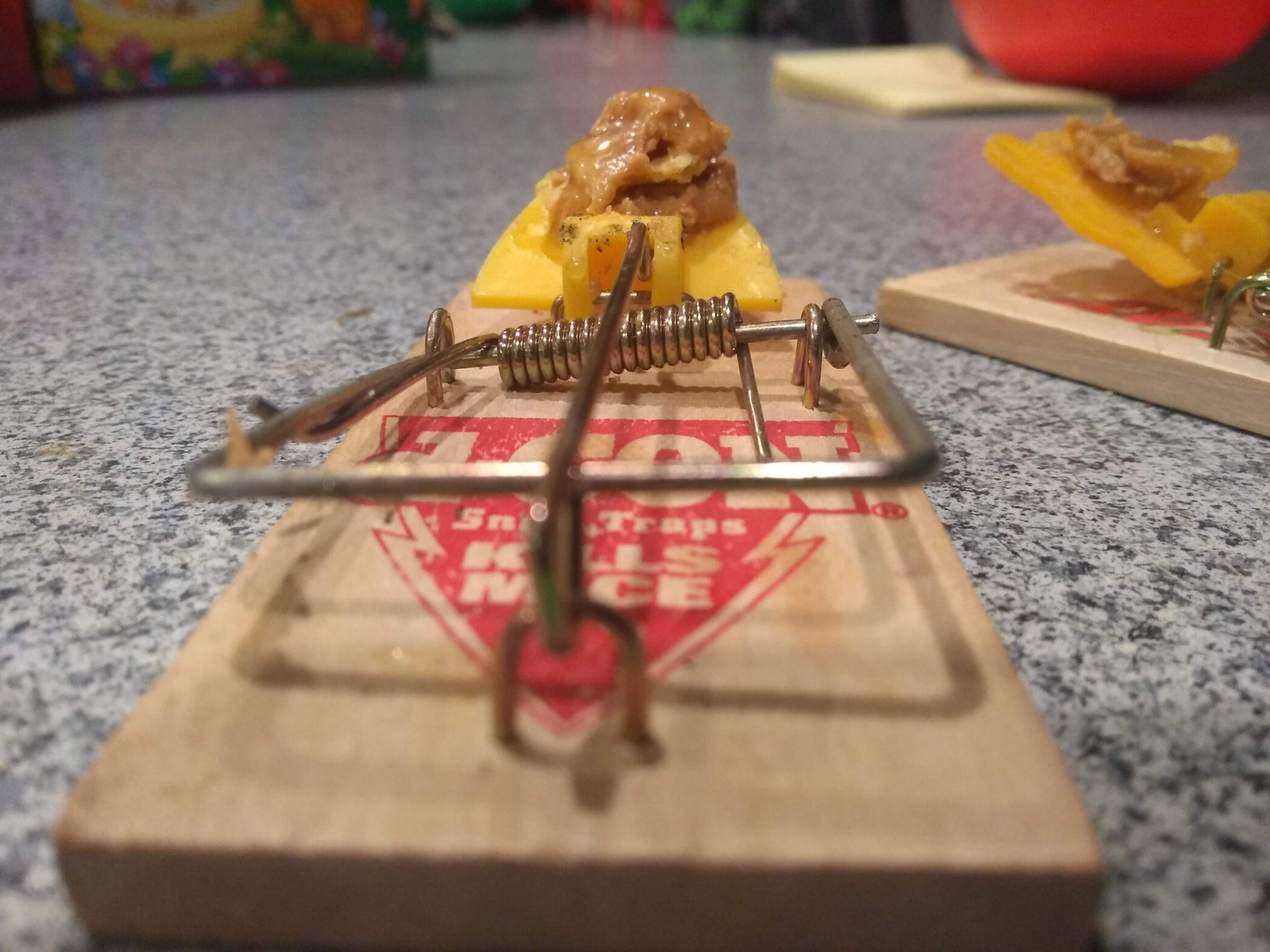 Mouse traps: The best and the worst - My Silly Squirts