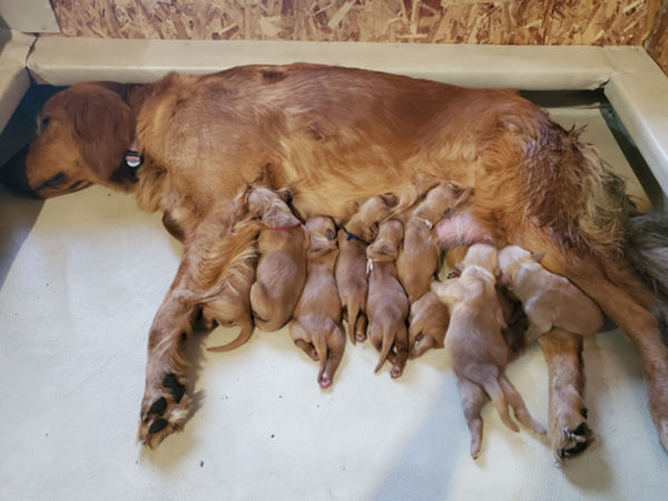 How to breed puppies (free printable checklist) - My Silly Squirts