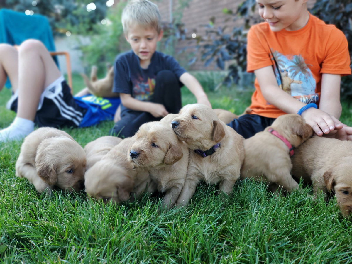 How to breed puppies (free printable checklist) - My Silly Squirts