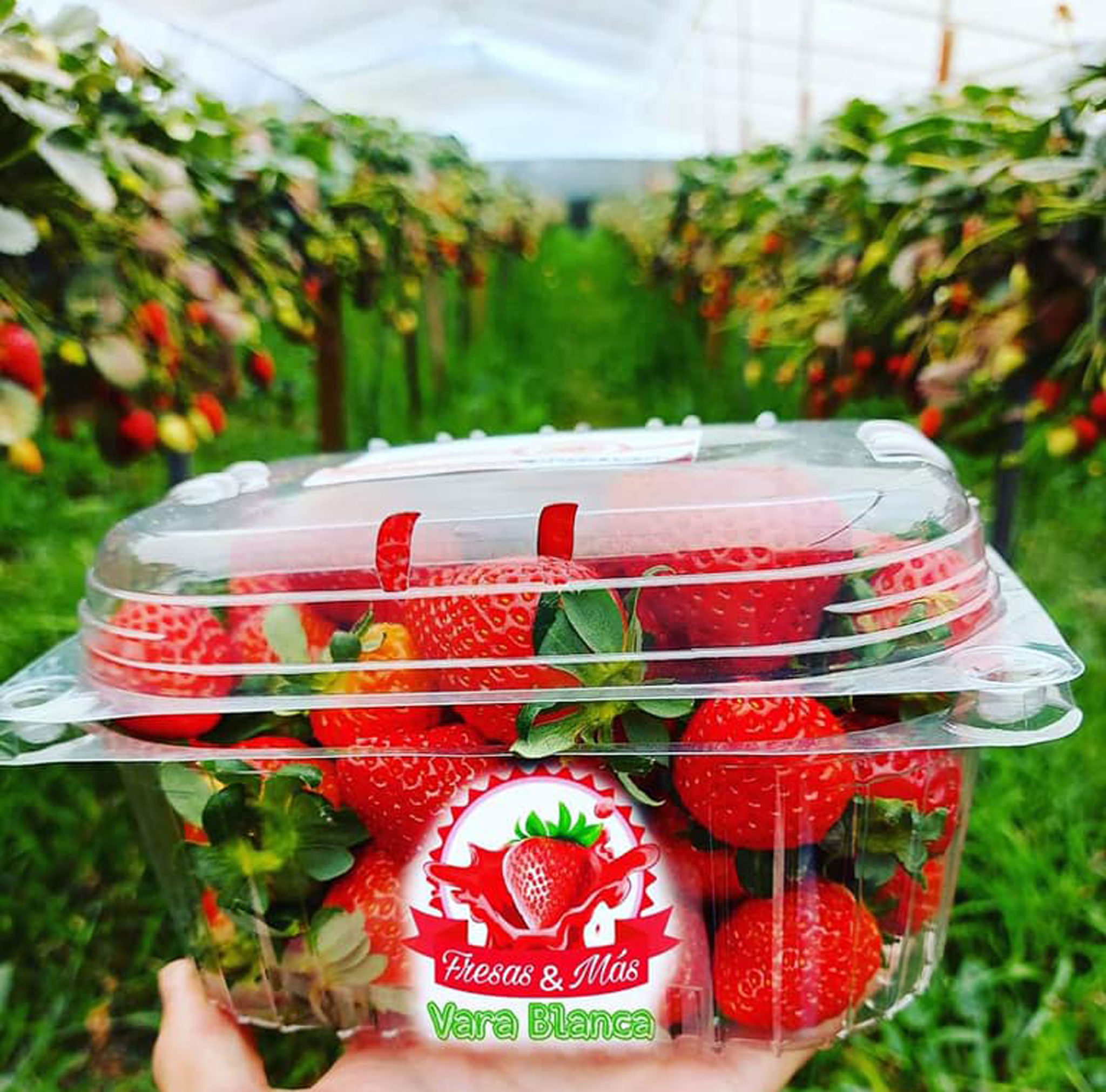 20 cheap or free places to visit in Costa Rica with kids - My Silly Squirts