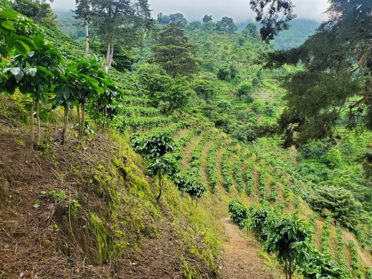 Hike through a Costa Rican coffee plantation at Montañas de Cariblanco ...