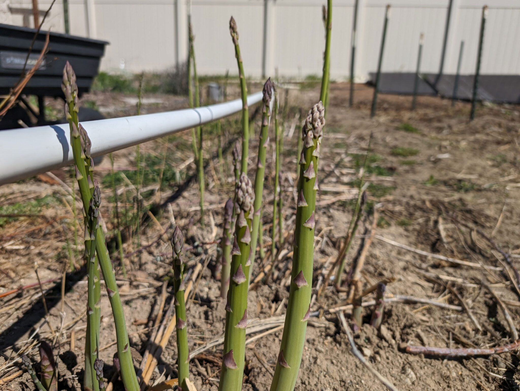 How to grow backyard asparagus that produces for years - My Silly Squirts