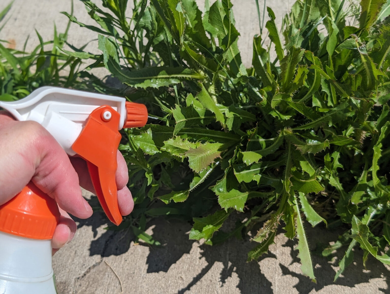 Try this 3-ingredient natural weed killer recipe - My Silly Squirts