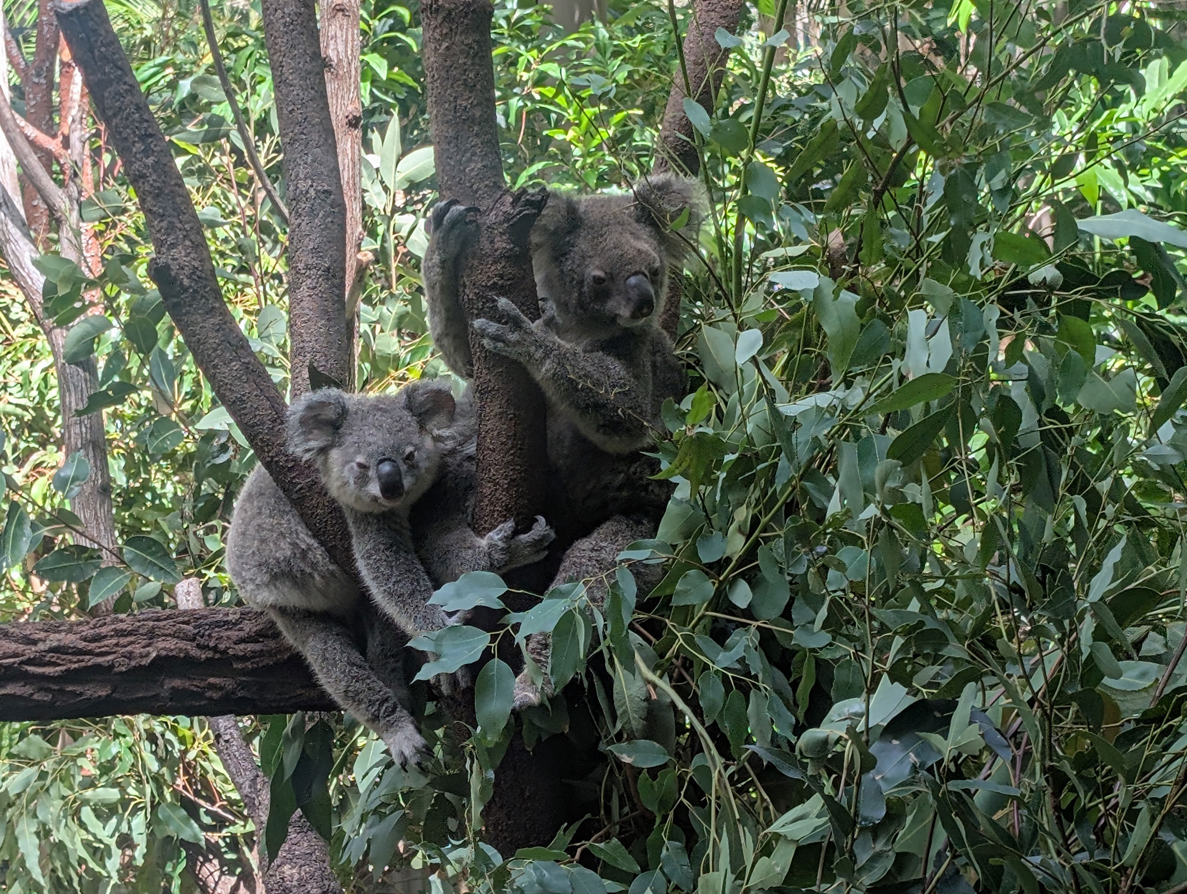 Top 10 FREE things to do on the Gold Coast Australia - My Silly Squirts